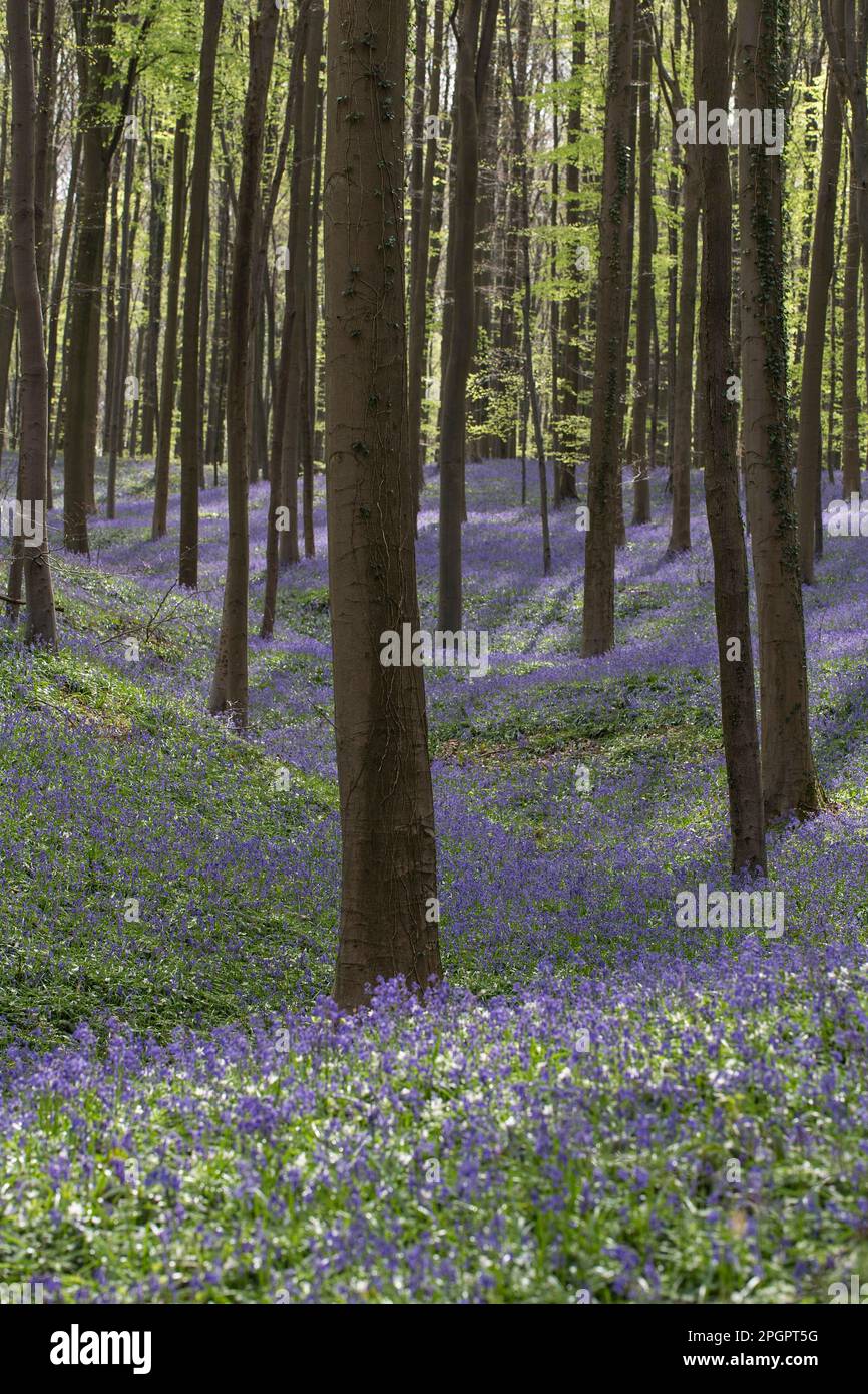 Bluebells (Hyacinthoides non-scripta) flowering in beech forest ...