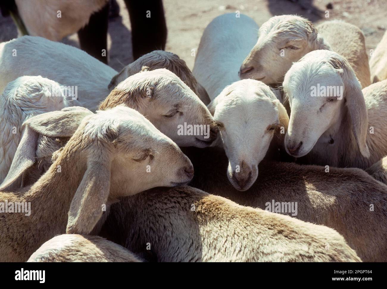 Flock of sheep for sale in Perundurai market near Erode, Tamil Nadu ...
