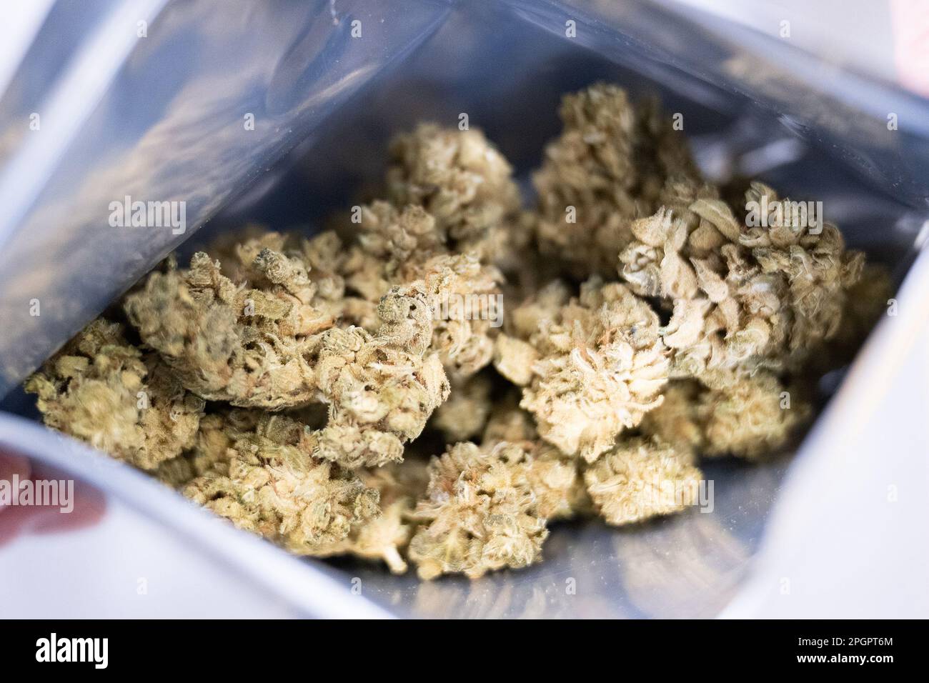 PRODUCTION - 07 March 2023, Hesse, Mörfelden-Walldorf: Medical cannabis ...