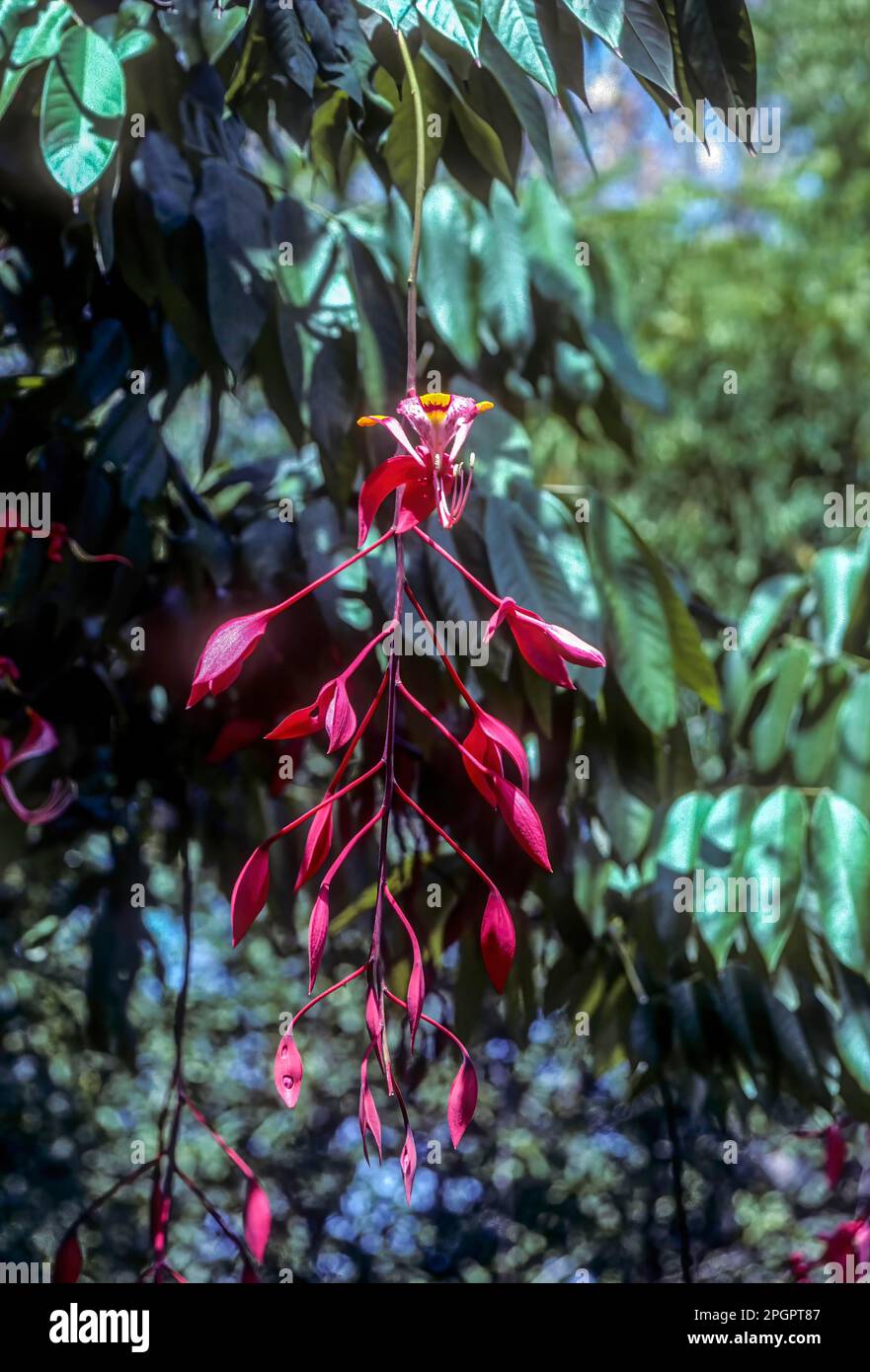 Tree of heaven flowering tree (Amherstia nobilis) in Bengaluru ...