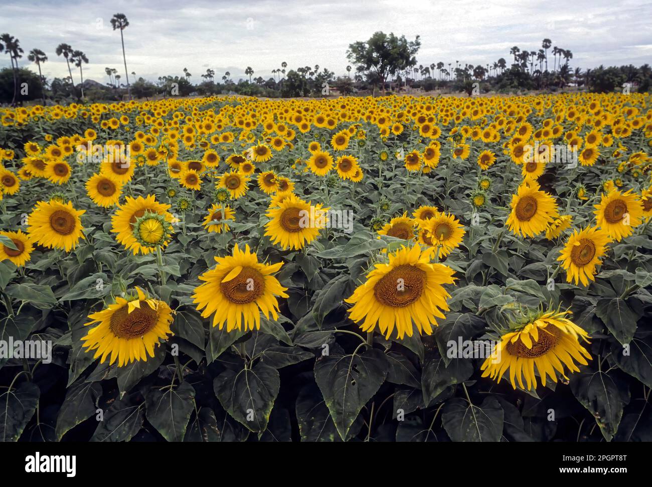 Indian sunflower hi-res stock photography and images - Alamy