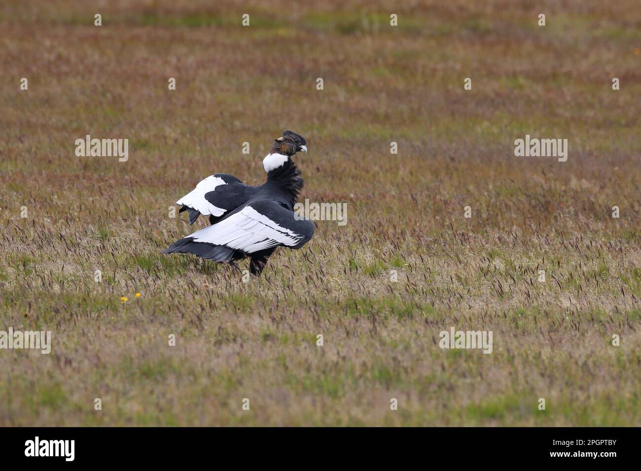 Condor bird hi-res stock photography and images - Alamy
