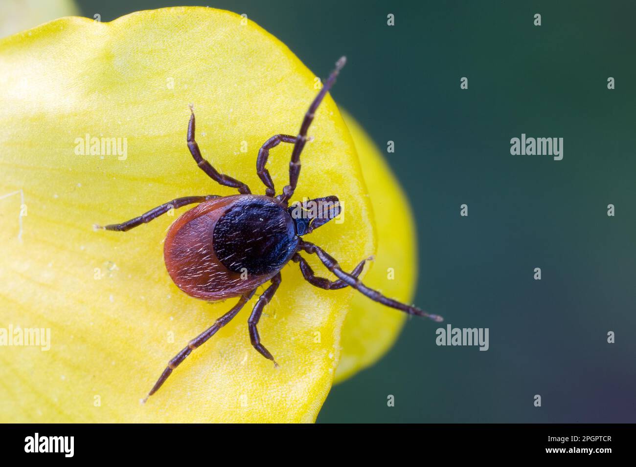 Deer overview hi-res stock photography and images - Alamy