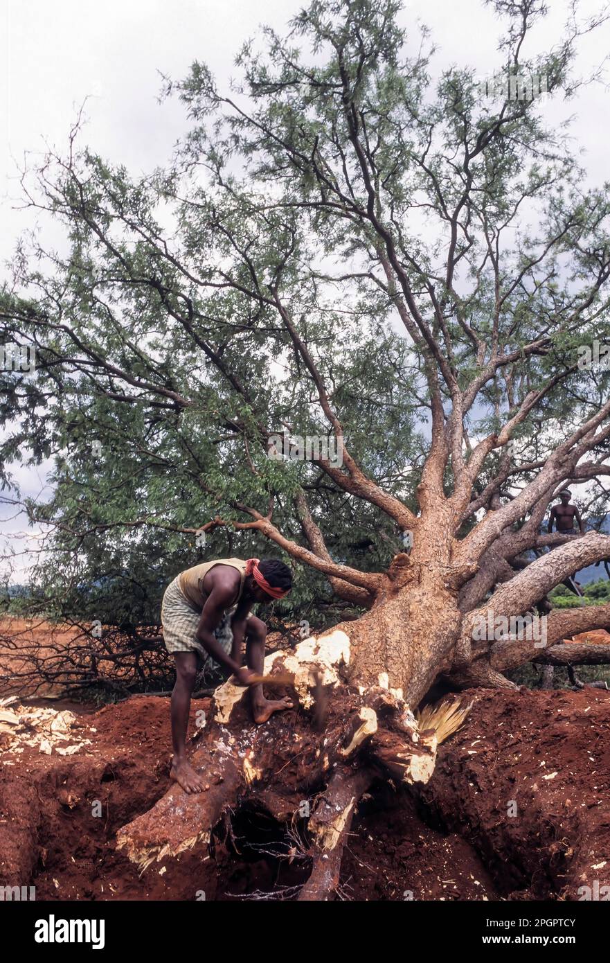 Asia forestry hi-res stock photography and images - Alamy