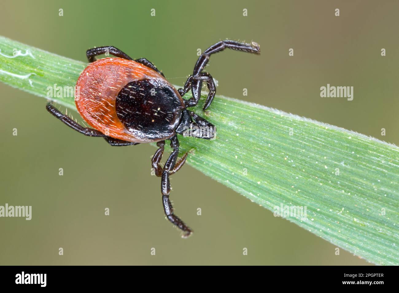 Deer tick hi-res stock photography and images - Alamy
