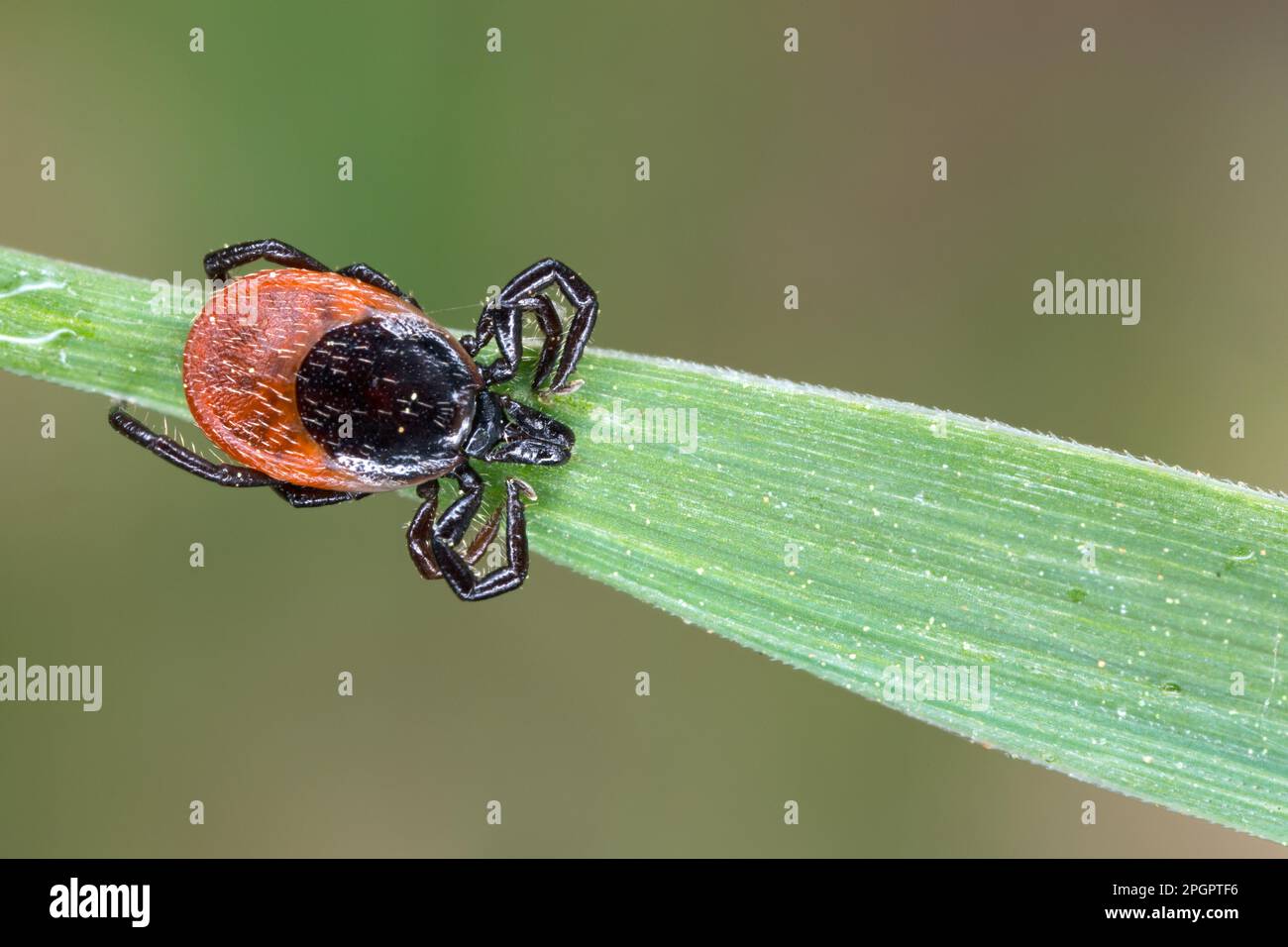 Deer tick hi-res stock photography and images - Alamy