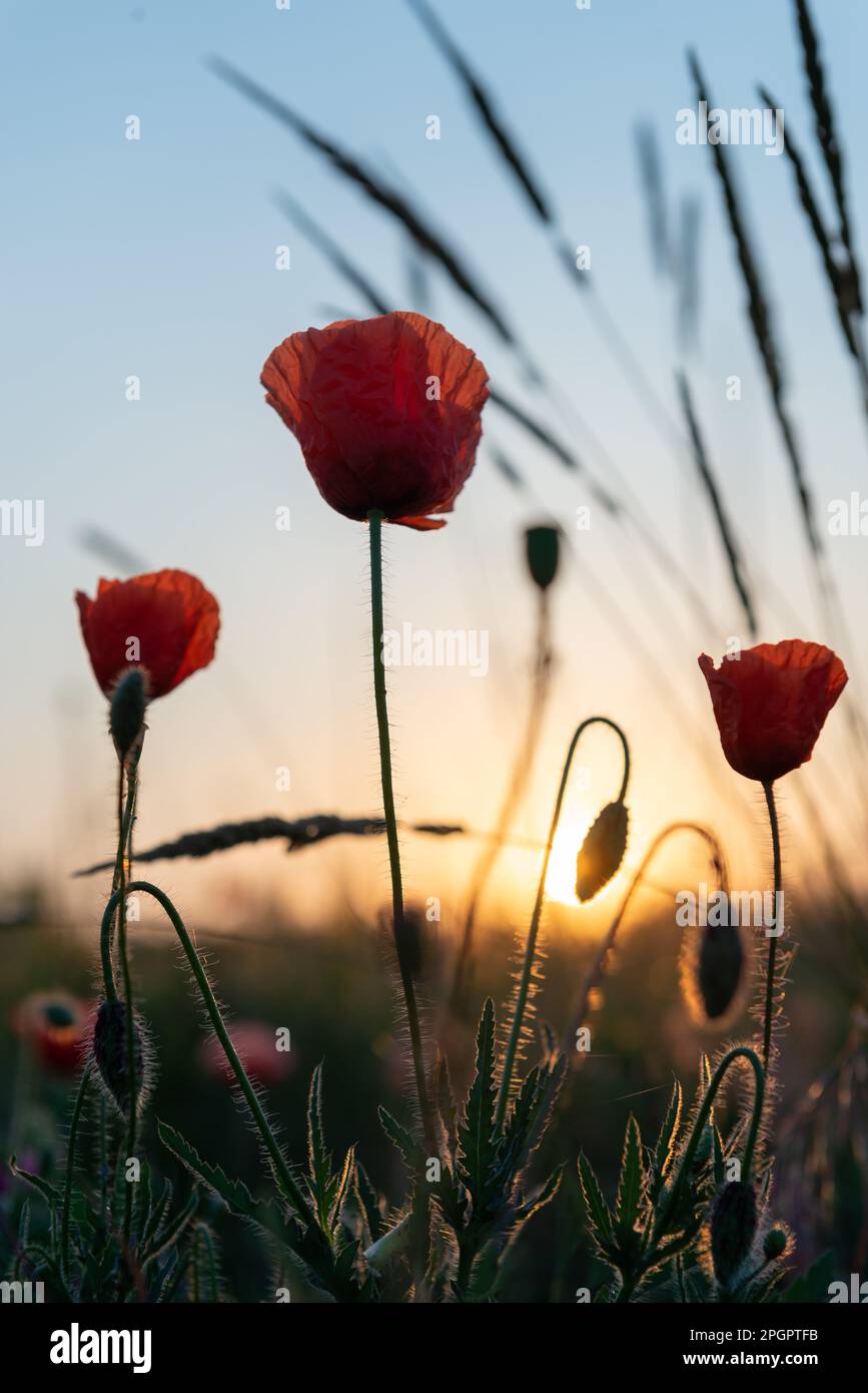 Poppy flowers illuminated by the rising sun, low key Stock Photo - Alamy
