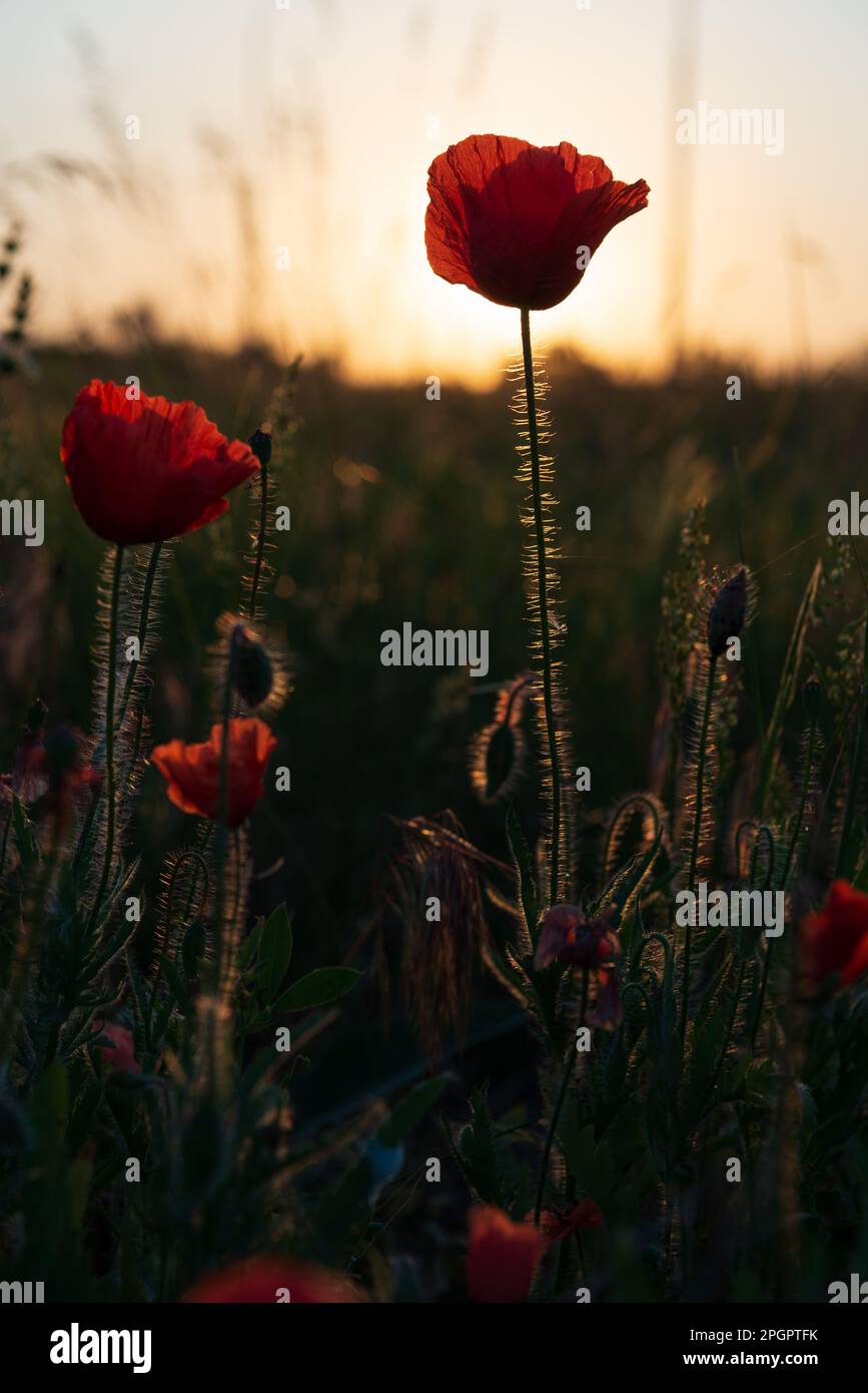 Poppy stems and flowers illuminated by the sun at dawn, low key Stock ...