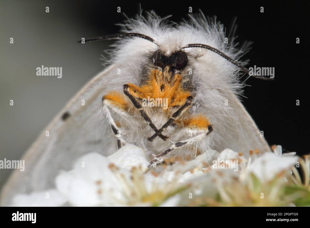 Moss rubber moth Stock Photo - Alamy