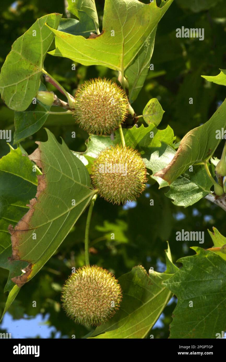 Fruit sycamore plane tree hi-res stock photography and images - Alamy