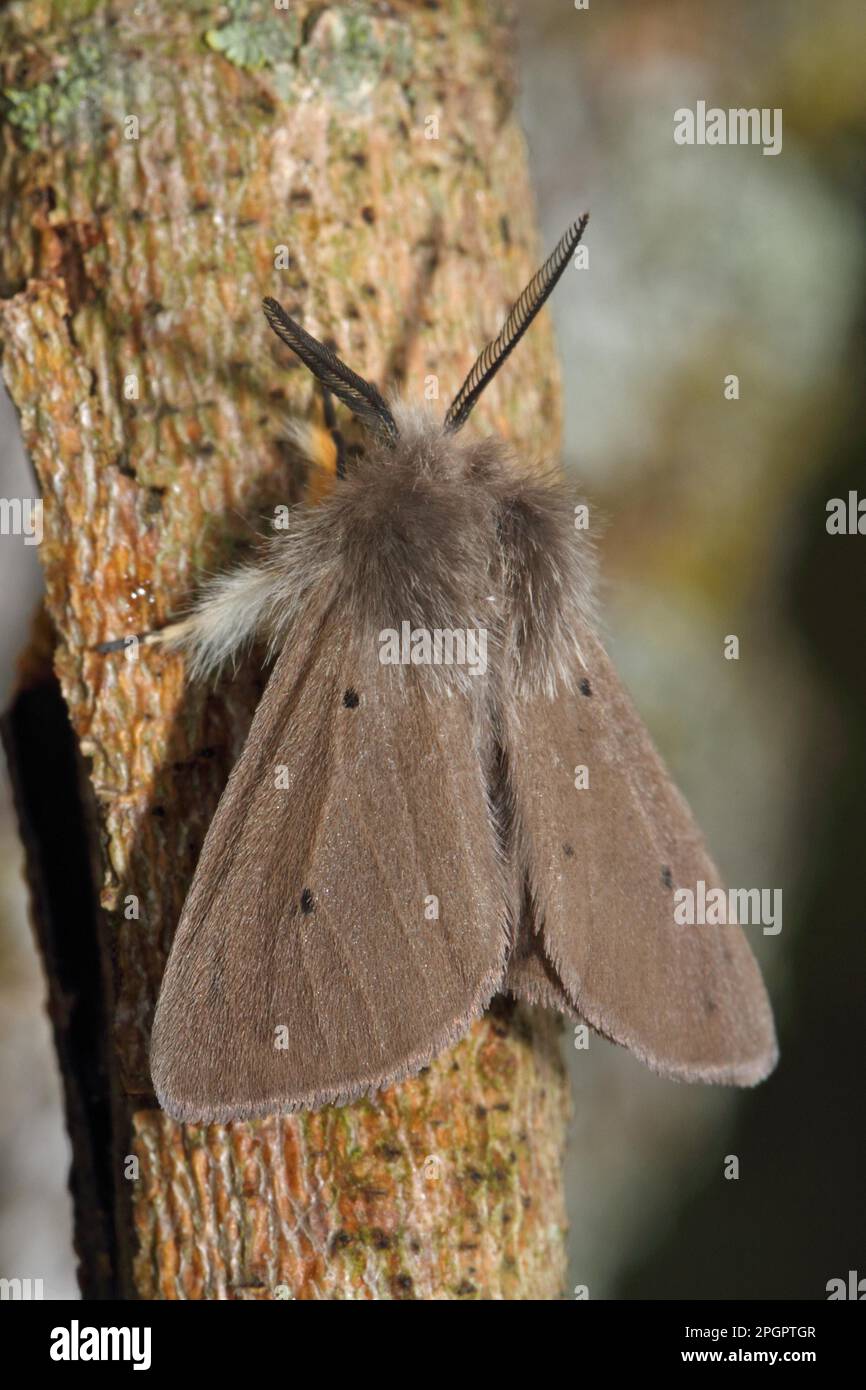 Moss rubber moth Stock Photo - Alamy
