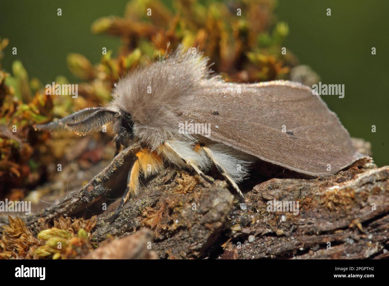 Moss rubber moth Stock Photo - Alamy