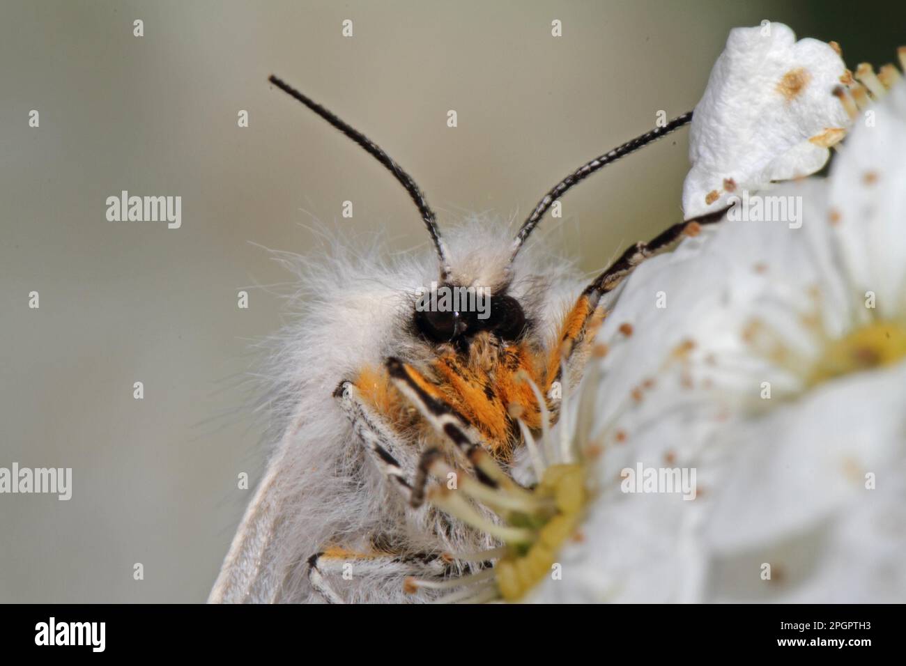 Moss Rubber Moth Stock Photo - Alamy