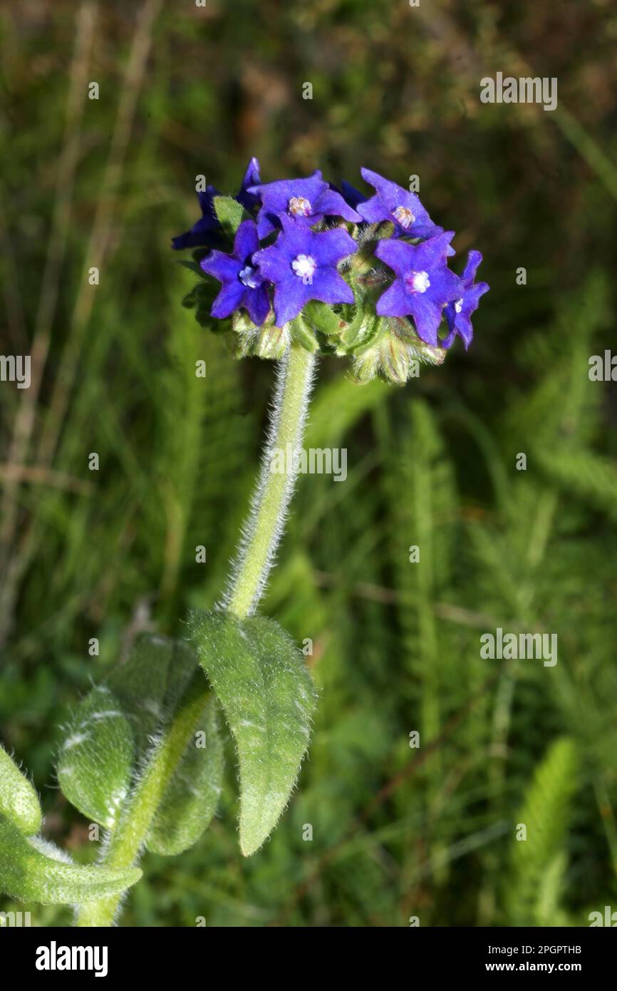 Common ox tongue hi-res stock photography and images - Alamy