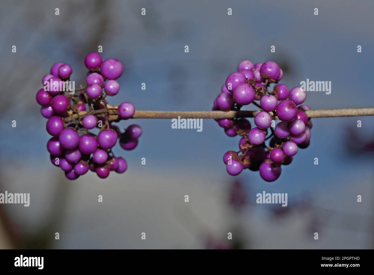 Callicarpa giraldi (Callicarpa giraldii Stock Photo - Alamy