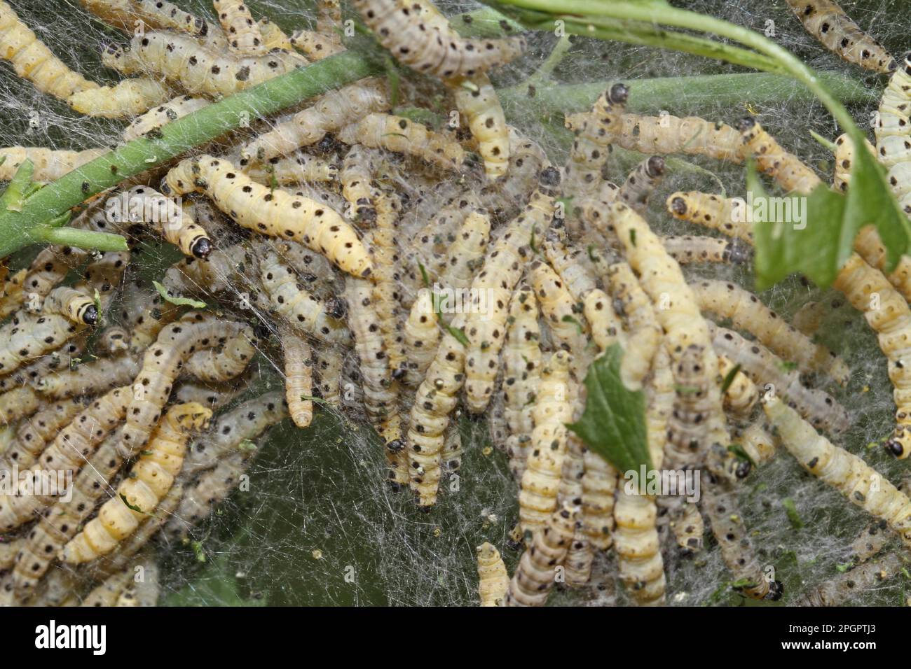 Spider moth hi-res stock photography and images - Alamy