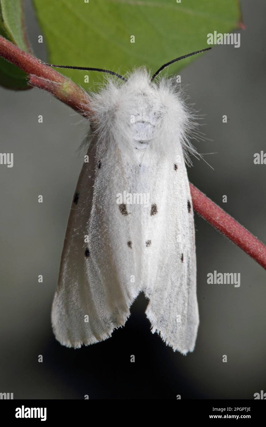 Moss rubber moth Stock Photo - Alamy