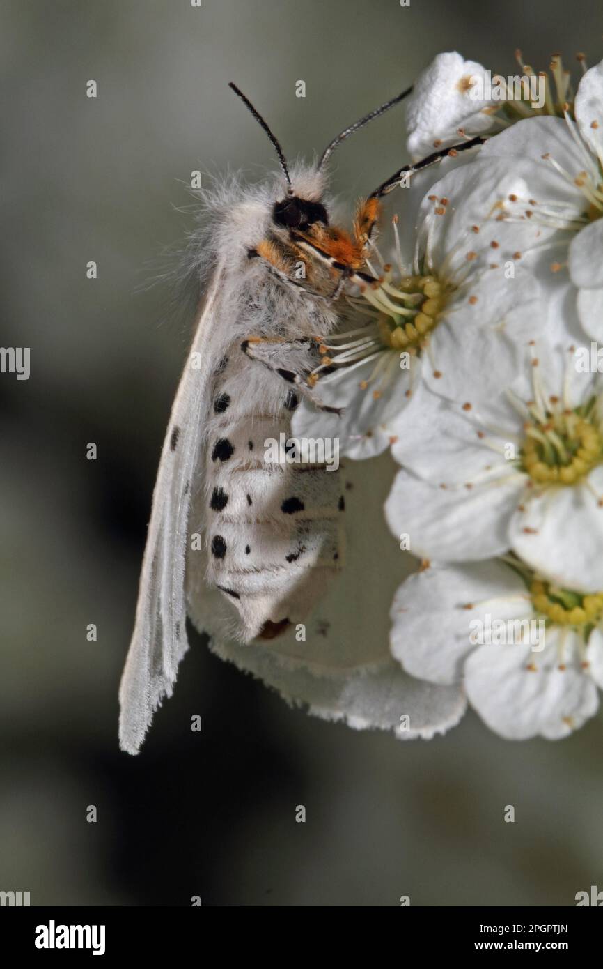 Moss rubber moth Stock Photo - Alamy