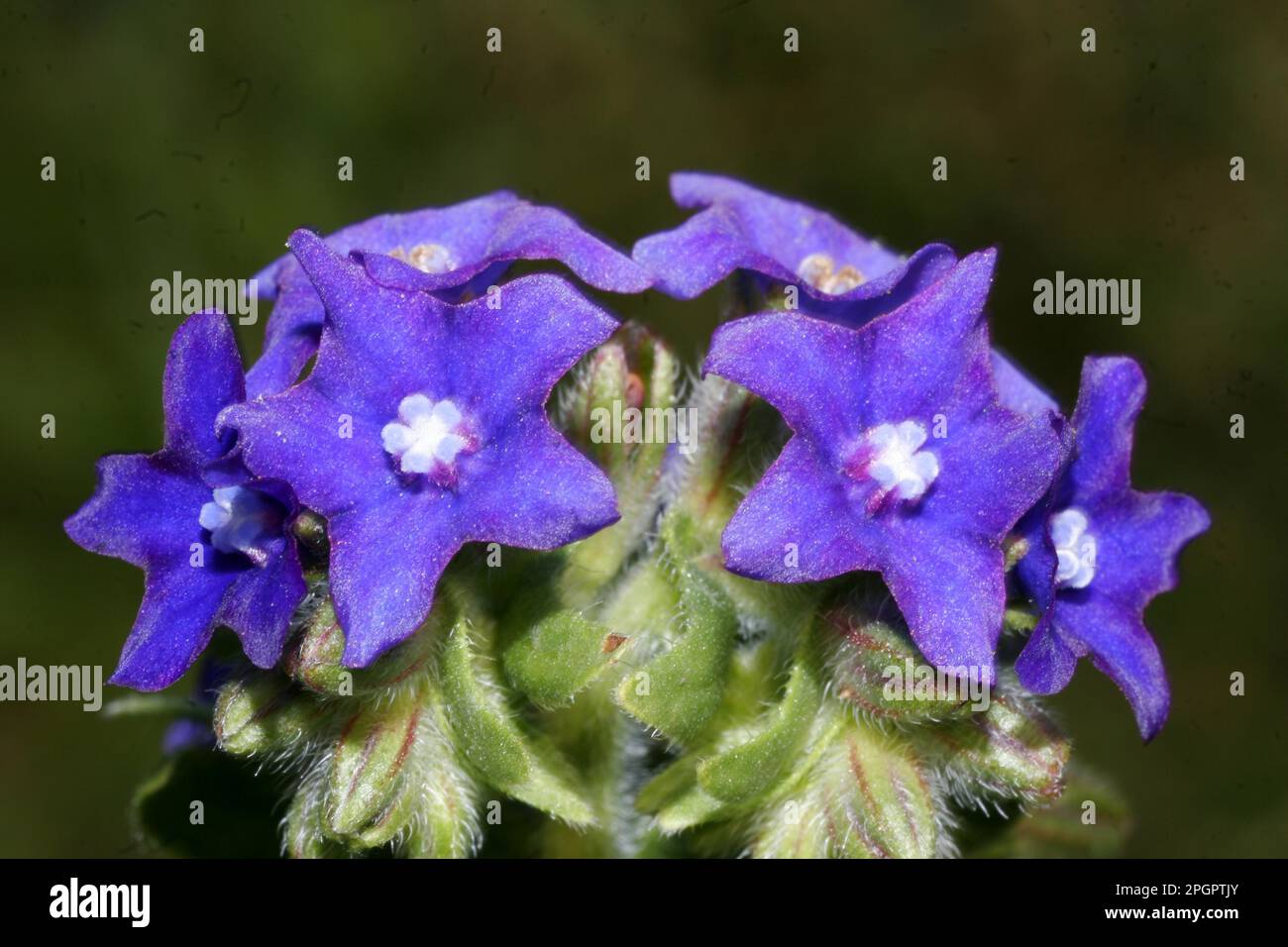 Blue tongue plant hi-res stock photography and images - Alamy