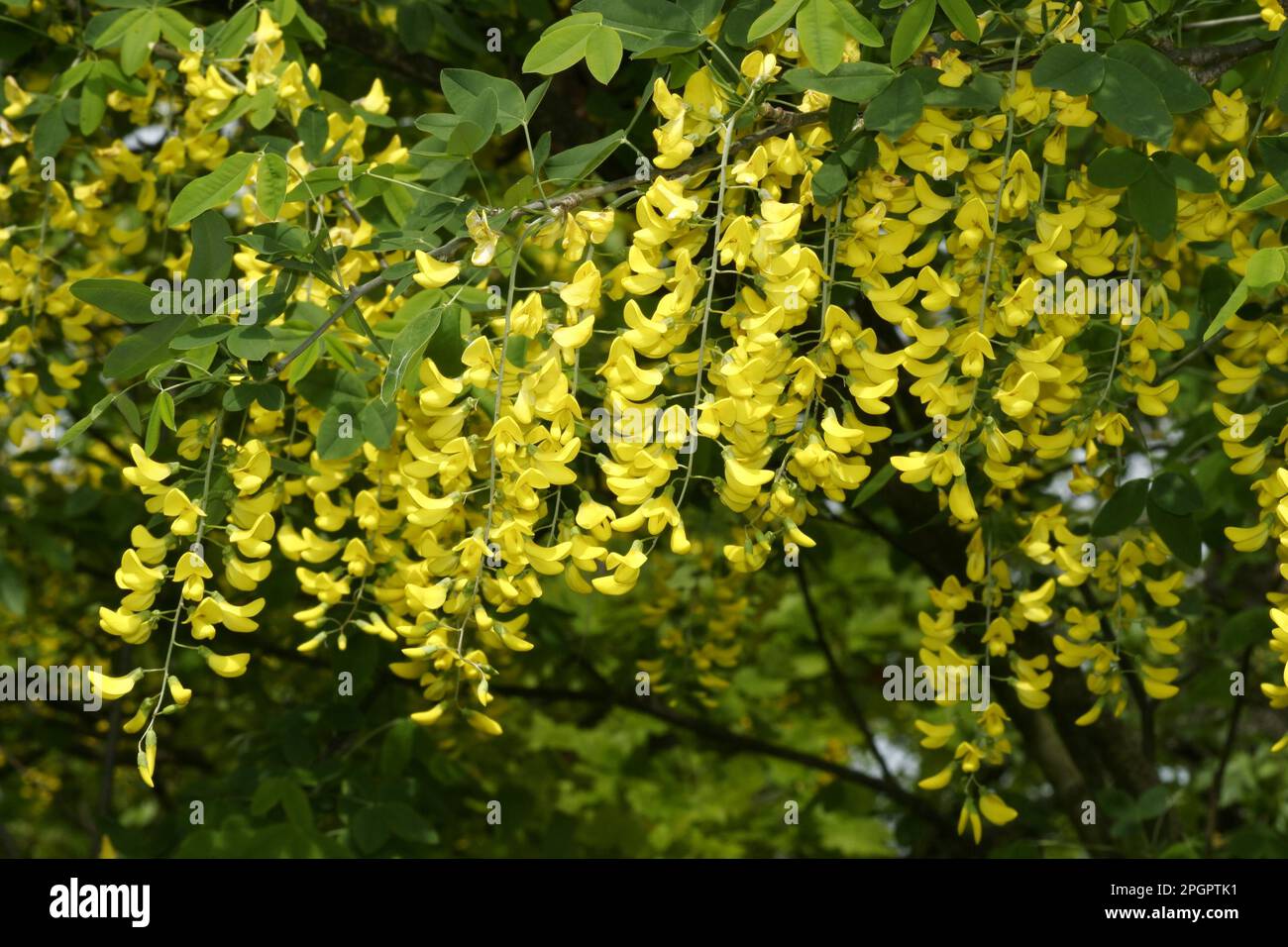 Laburnum plant hi-res stock photography and images - Alamy