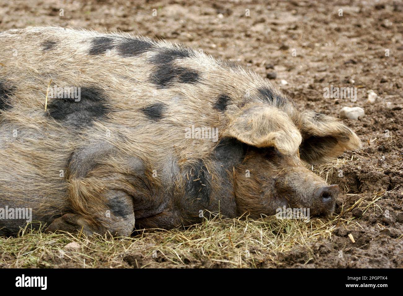 Relaxed pig hi-res stock photography and images - Alamy