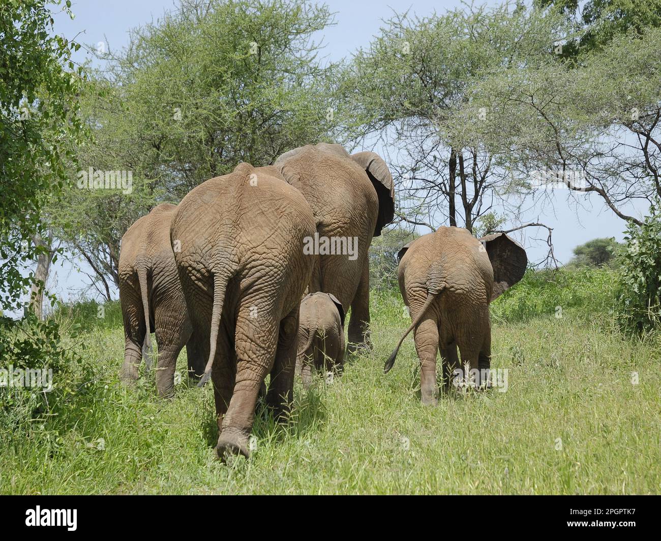 African elephants rear view hi-res stock photography and images - Alamy