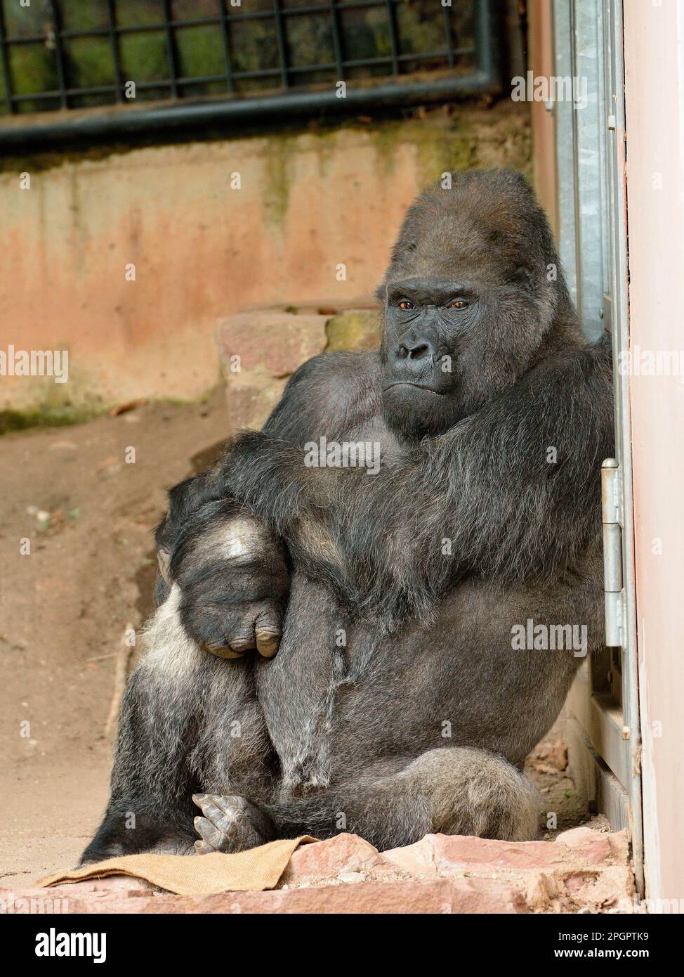 Silverback gorilla face hi-res stock photography and images - Alamy