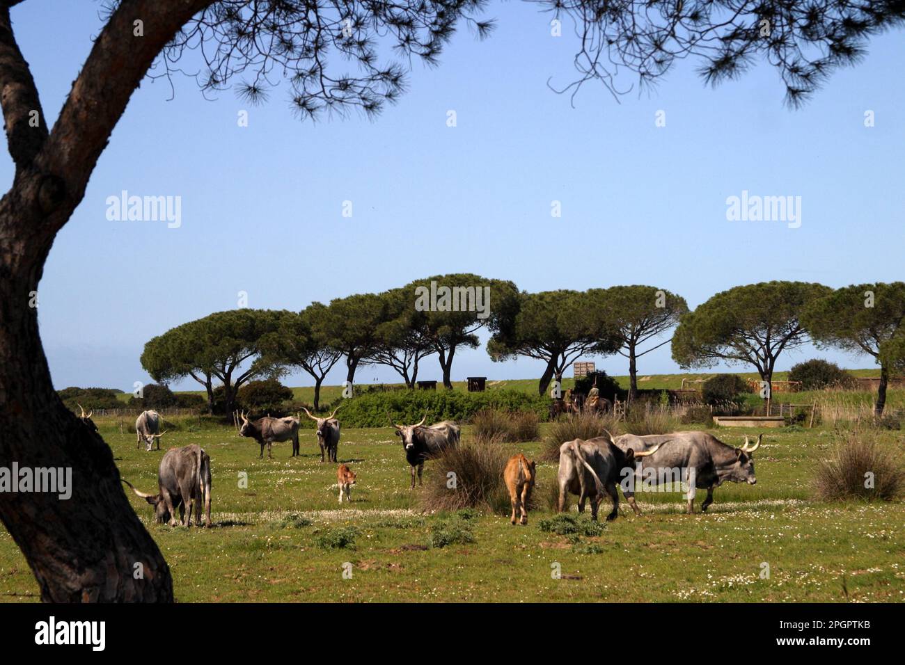 Maremmana cow hi-res stock photography and images - Alamy