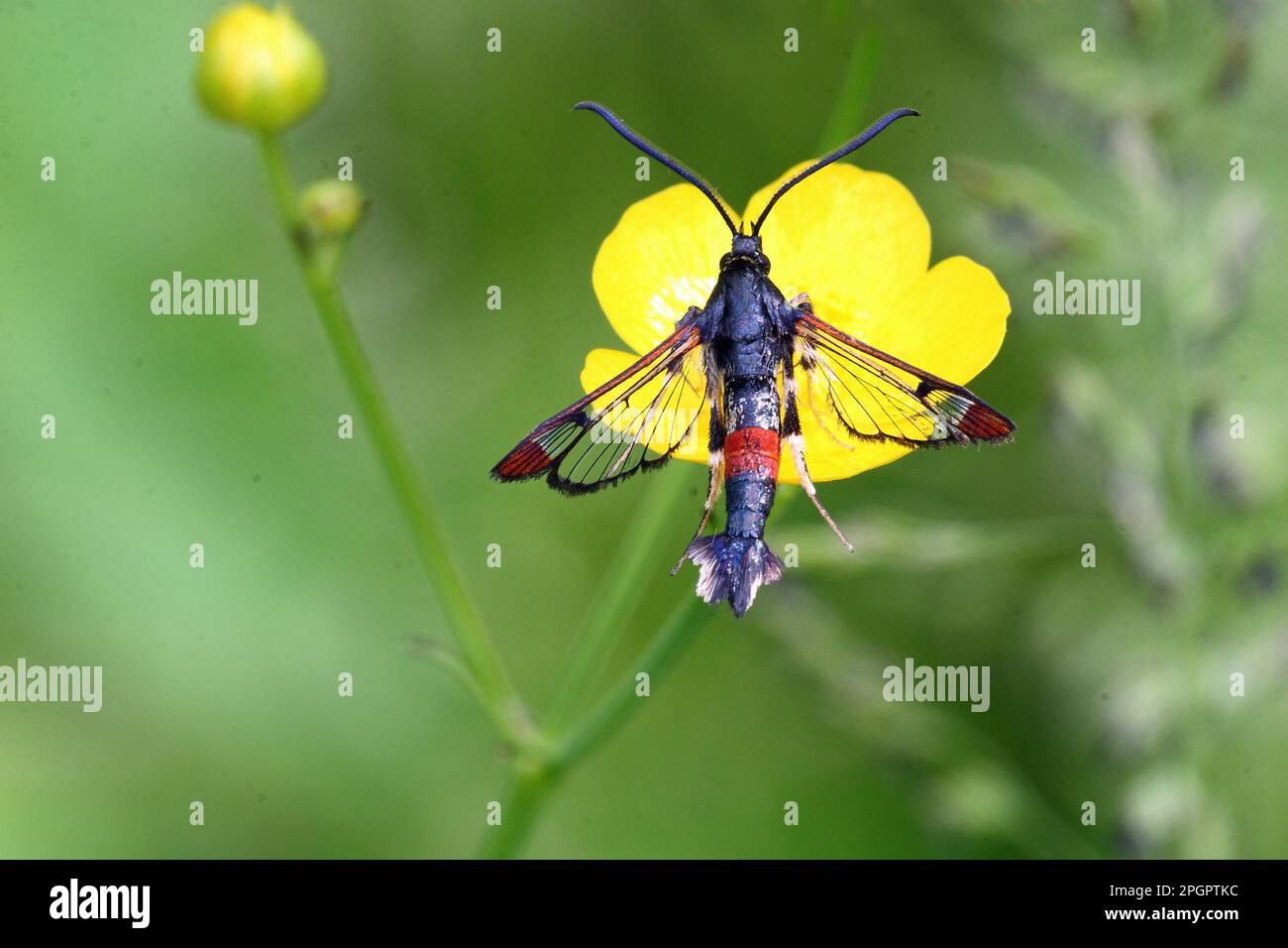 Small willow glasswing Stock Photo - Alamy