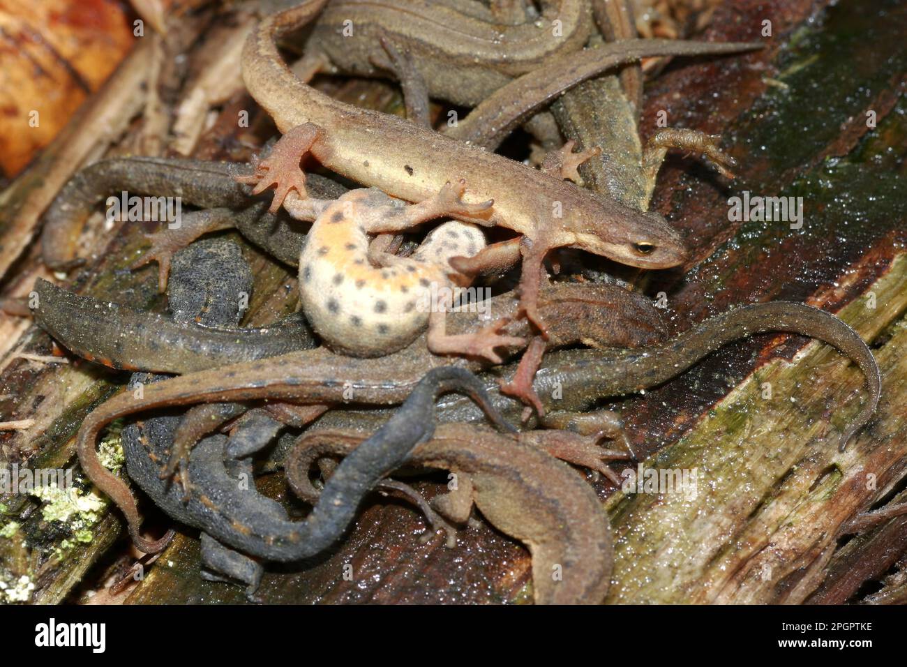 Great Crested Newt Stock Photo - Alamy