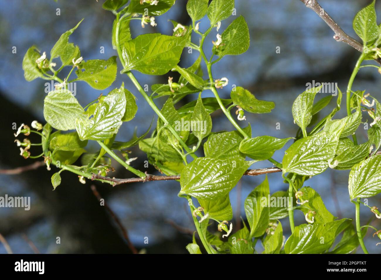 Nettle tree hi-res stock photography and images - Alamy