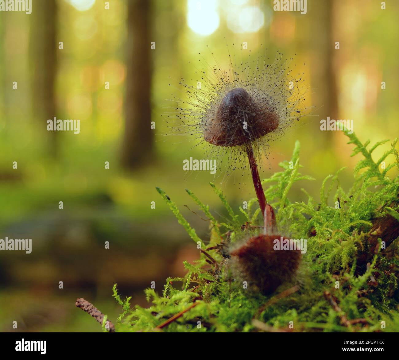 Mucor spec. (Mycena) spec Stock Photo - Alamy