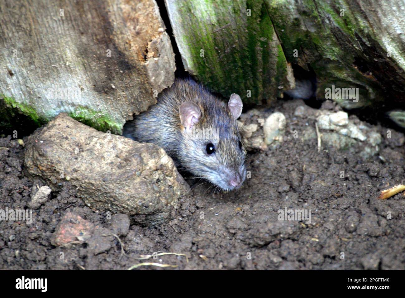 Norway rat hi-res stock photography and images - Alamy
