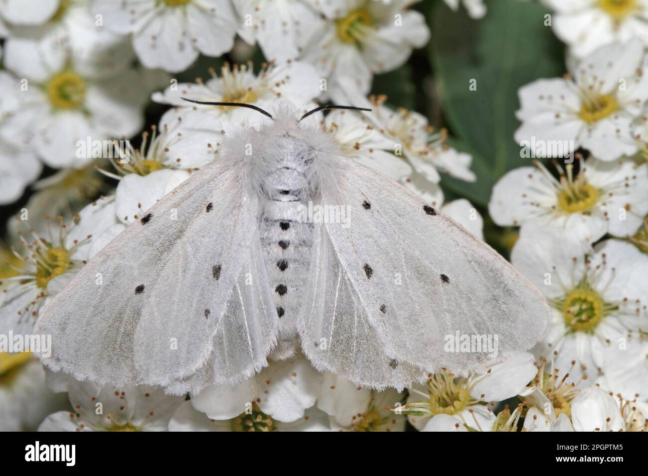 Moss rubber moth Stock Photo - Alamy