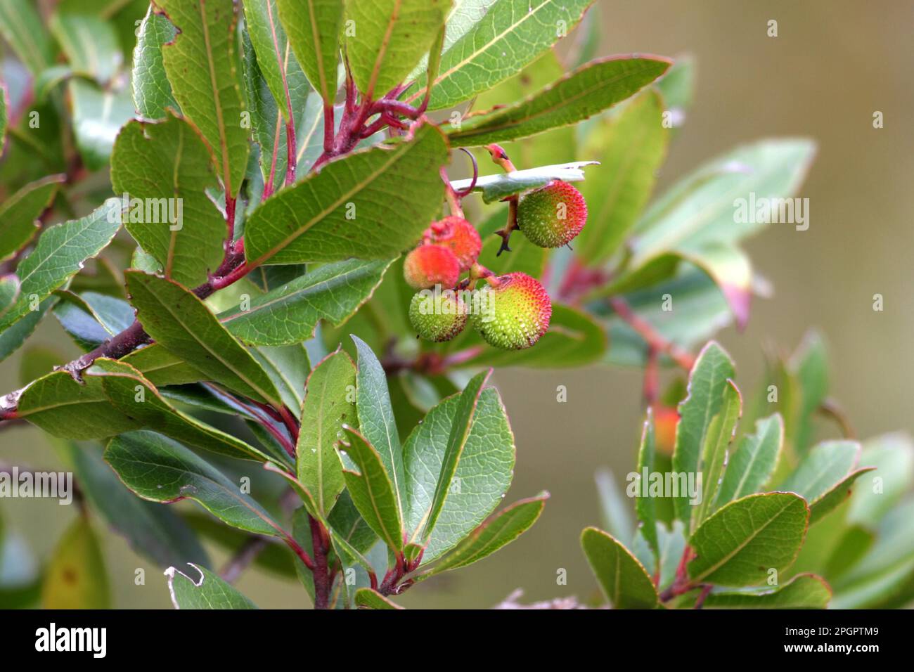 Western strawberry tree Stock Photo - Alamy