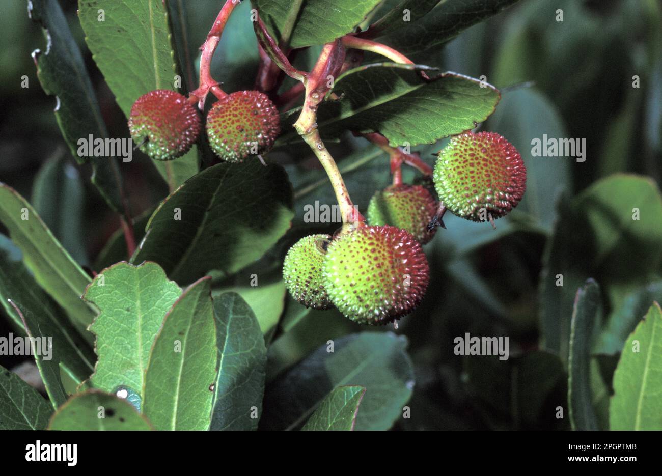 Western strawberry tree Stock Photo - Alamy