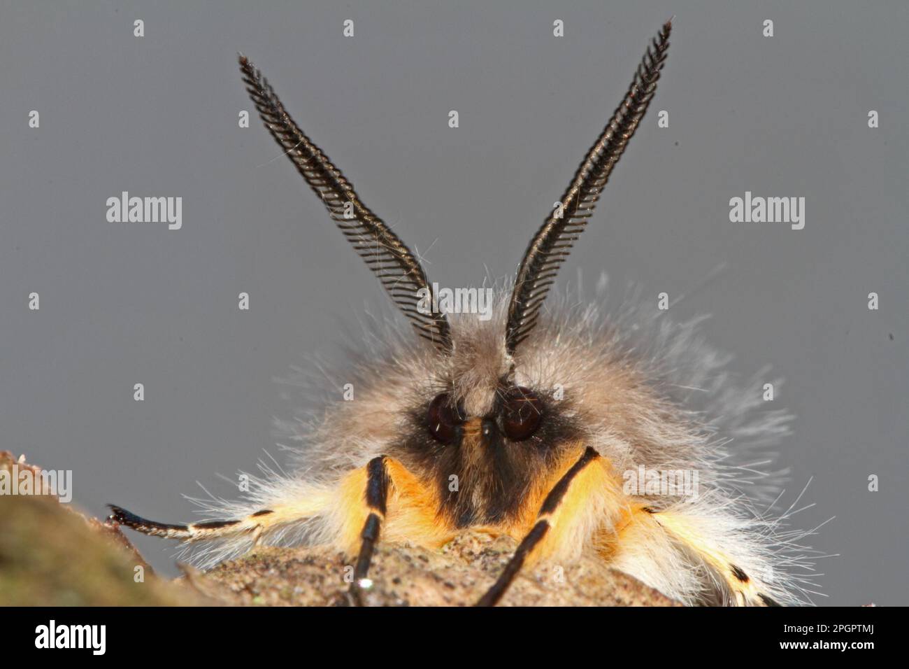 Moss rubber moth Stock Photo - Alamy