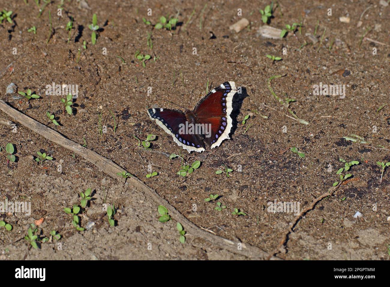 Mourning cloak hi-res stock photography and images - Alamy
