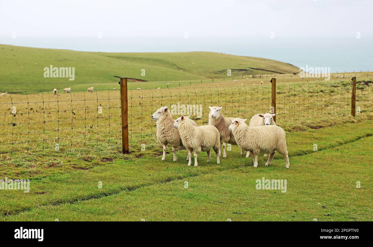 Five sheep - New Zealand Stock Photo - Alamy