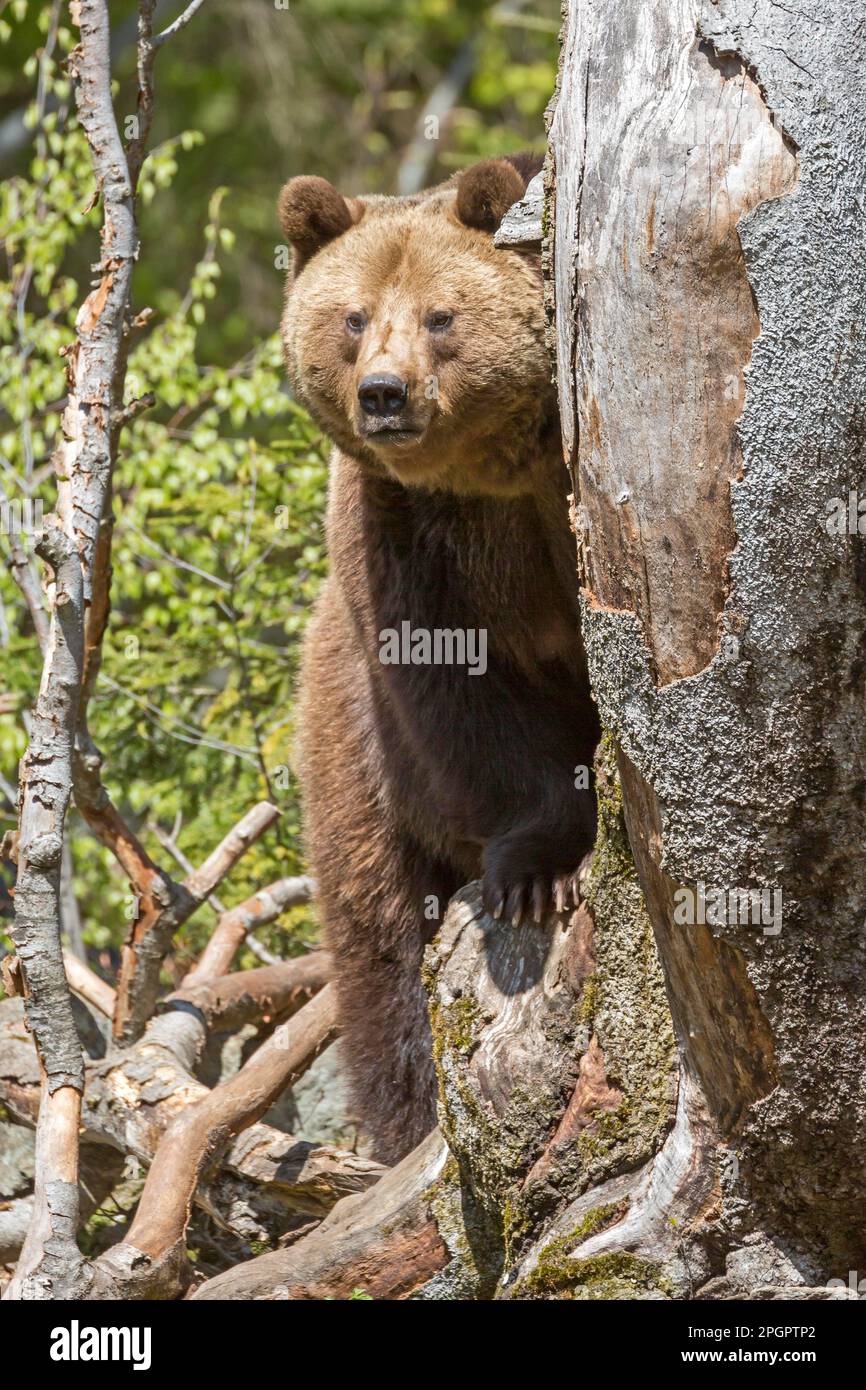 Brown bear (Ursus arctos), captive, Bavaria, Bavarian Forest National ...