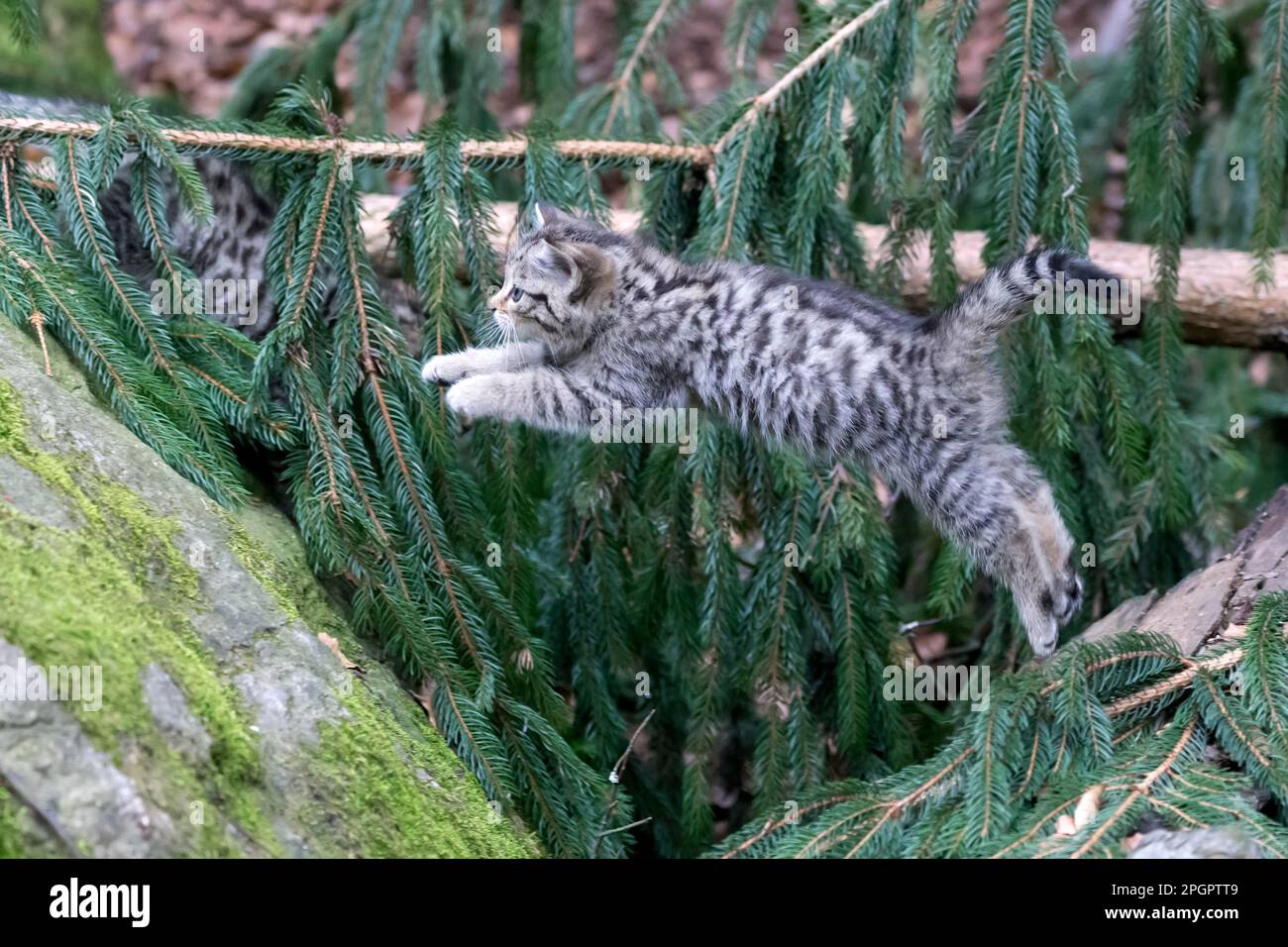 Wildcat (Felis silvestris), young animal, National Park, captive ...