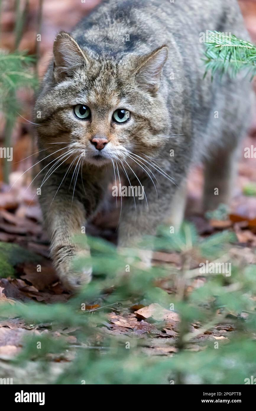 Wildcat (Felis silvestris), National Park, captive, Germany Stock Photo ...