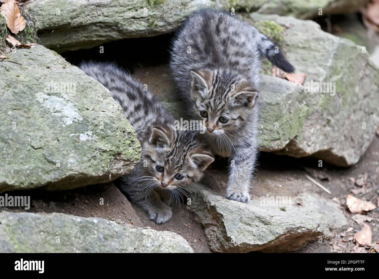 Wildcat (Felis silvestris), young animal, National Park, captive ...