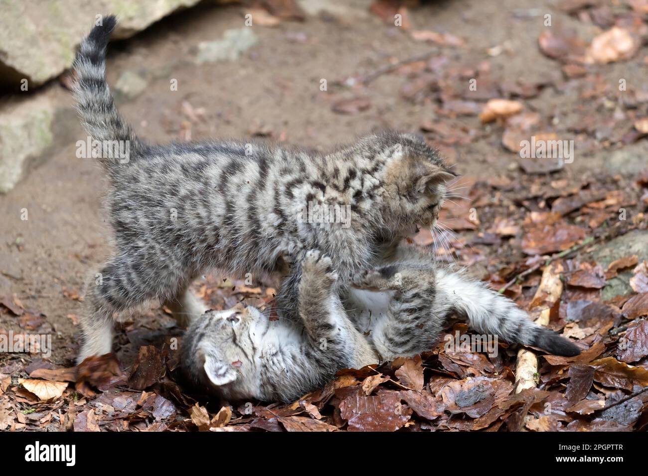Wildcat (Felis silvestris), young animal, National Park, captive ...