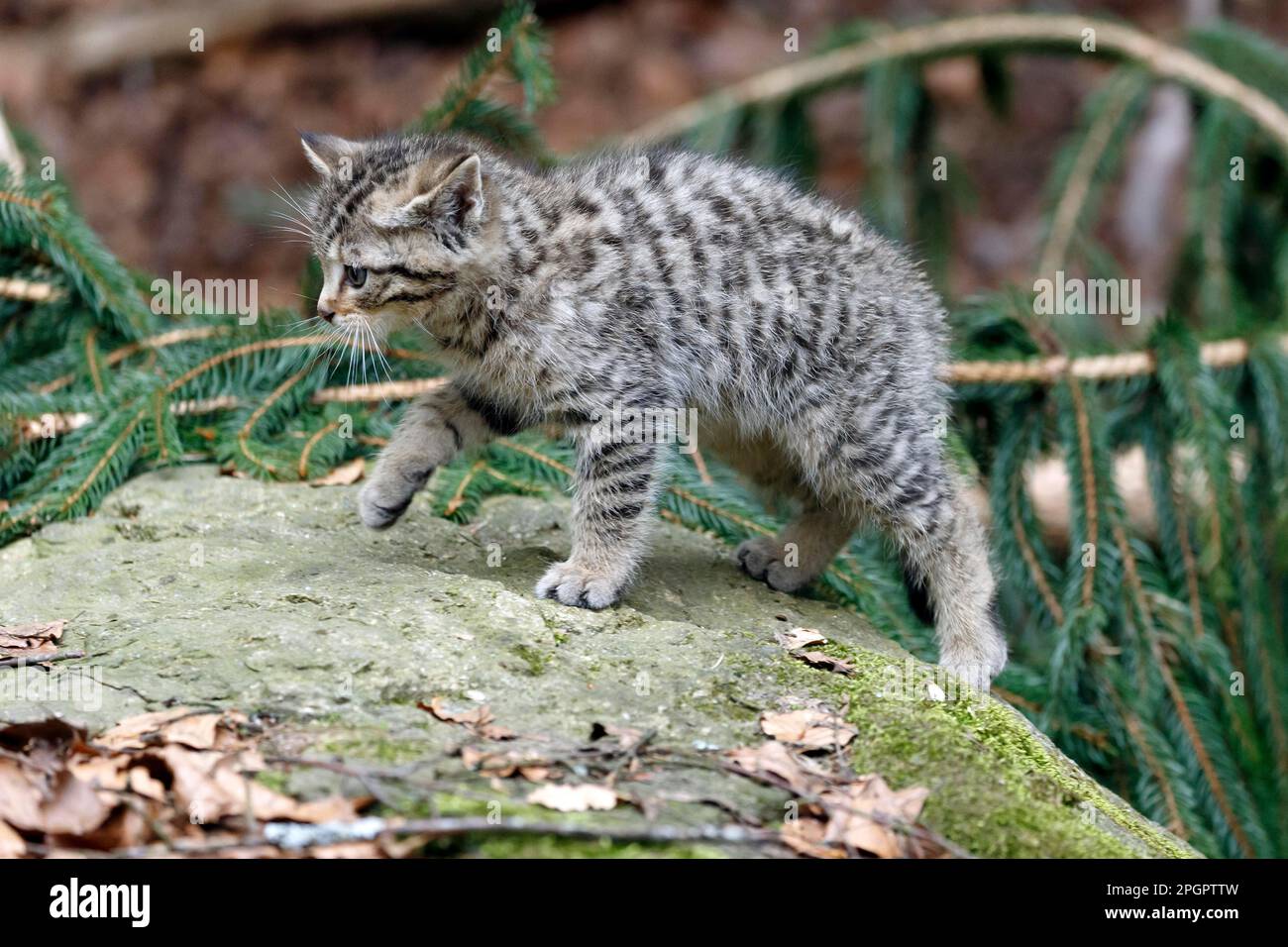Wildcat (Felis silvestris), young animal, National Park, captive ...