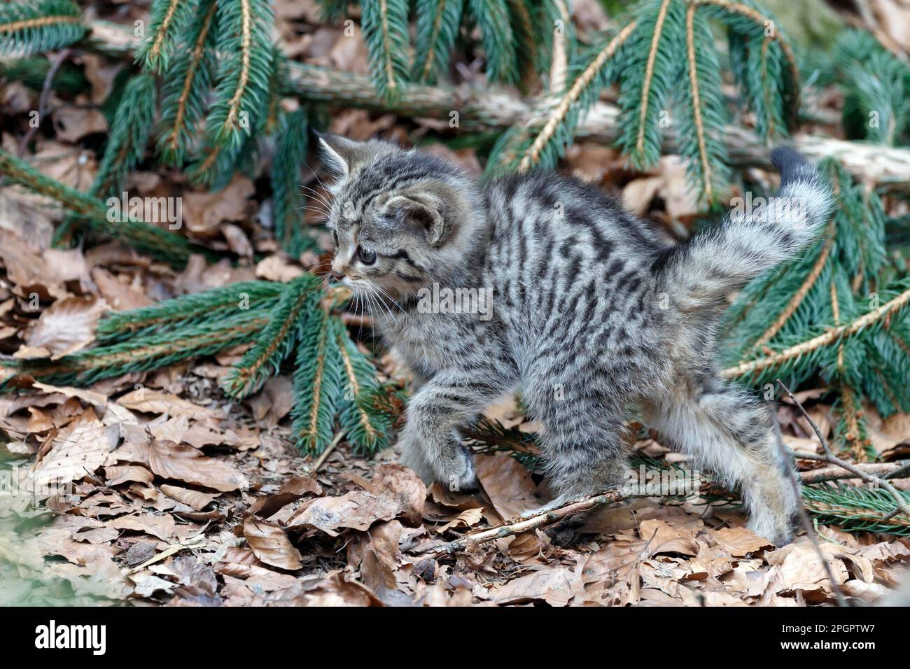 Wildcat (Felis silvestris), young animal, National Park, captive ...