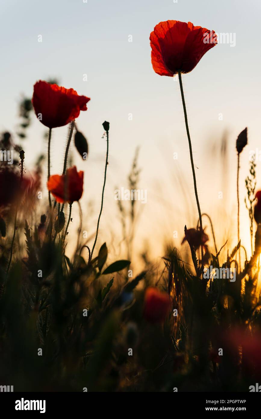 Poppies against the blue sky in the first rays of the sun, view from ...