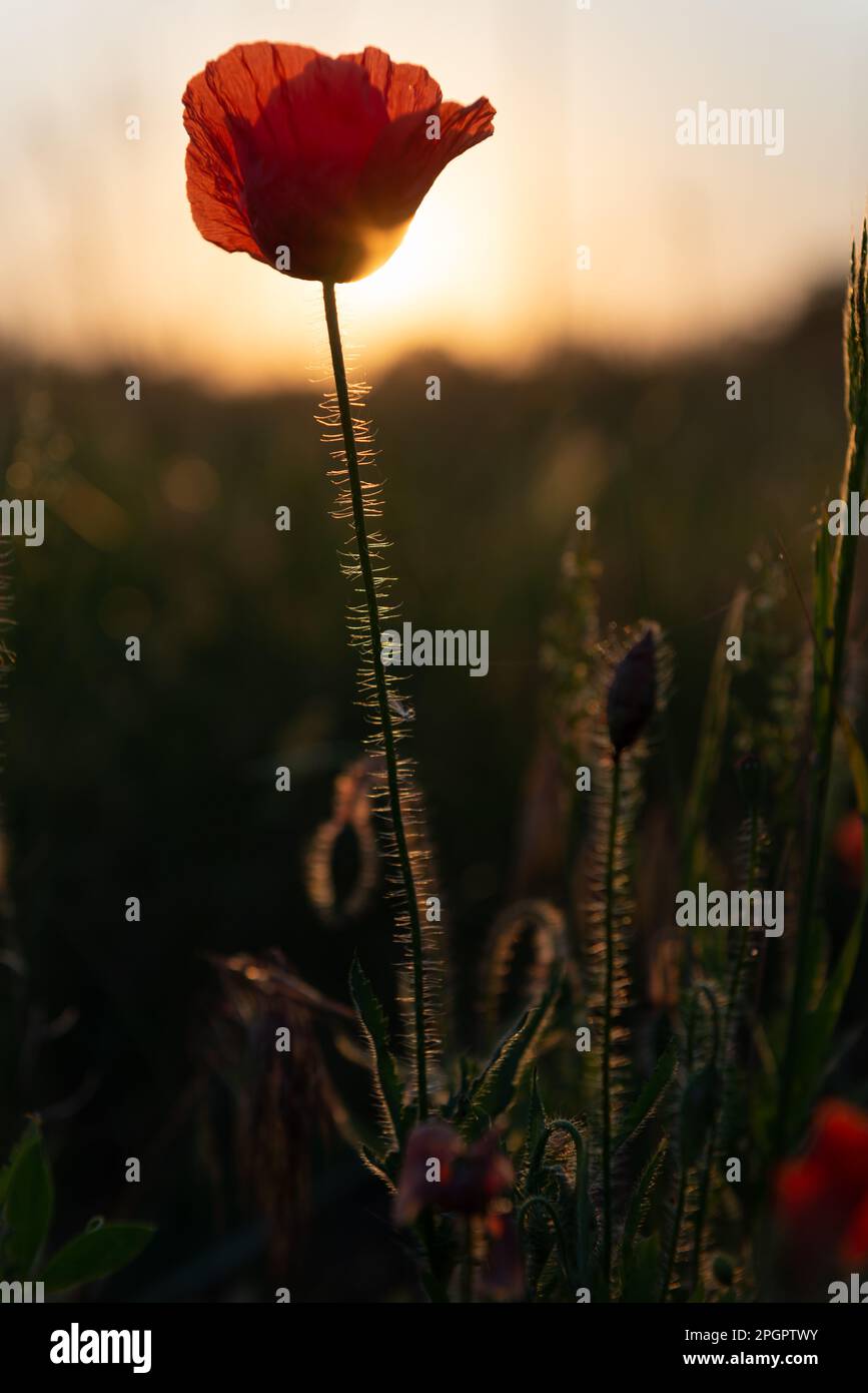 Red poppy on a tall thin stem stretches towards the sun at dawn, low ...