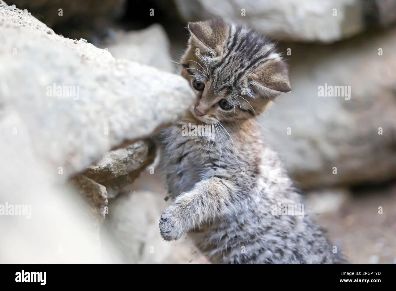 Wildcat (Felis silvestris), young animal, National Park, captive ...
