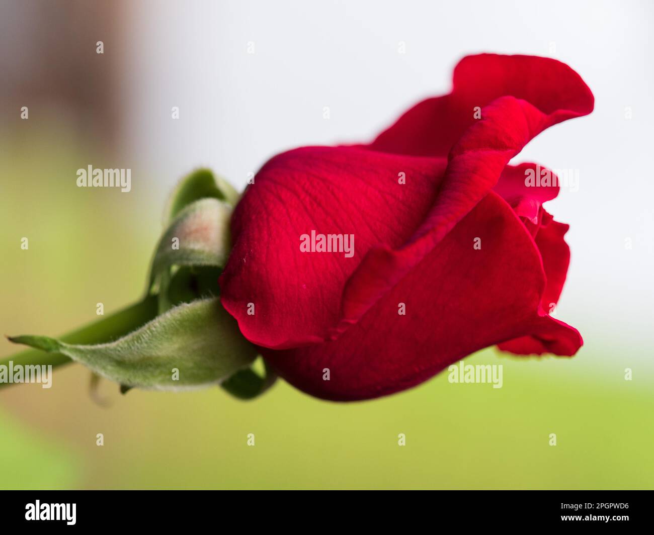 Curled elegantly hi-res stock photography and images - Alamy